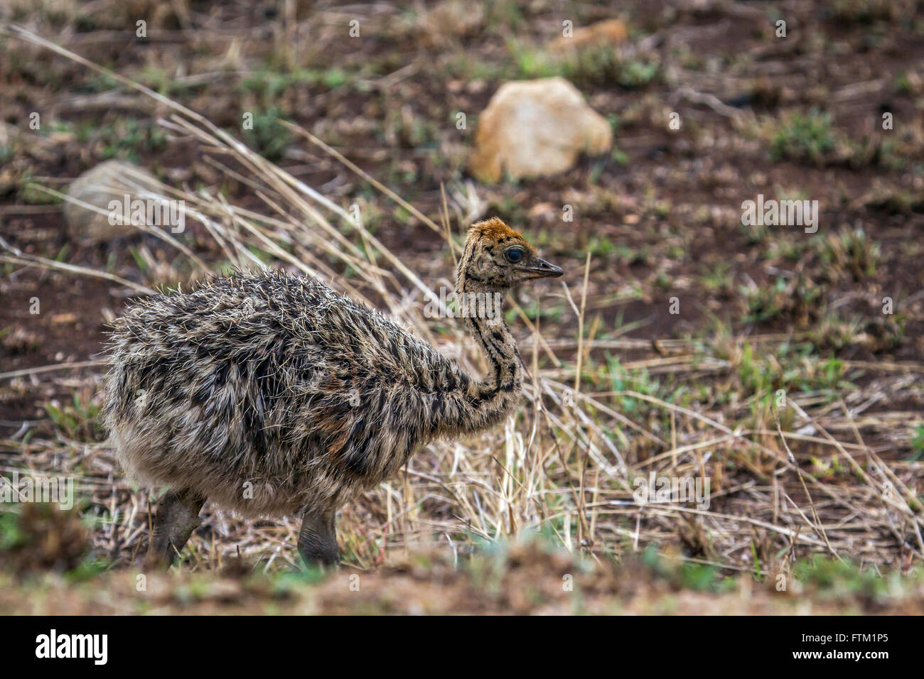 African ostrich in Kruger national park, South Africa ; Specie Struthio ...