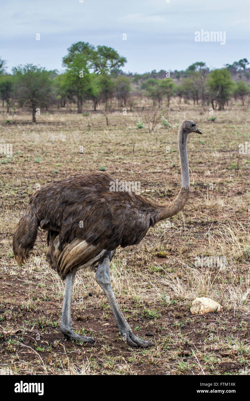African ostrich in Kruger national park, South Africa ; Specie Struthio ...