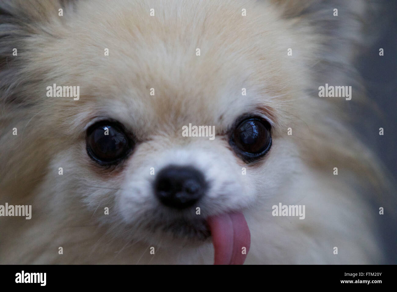 Long Haired Chihuahua tongue out cute Stock Photo - Alamy Long Haired Chihuahua tongue out cute Stock Photo - Alamy