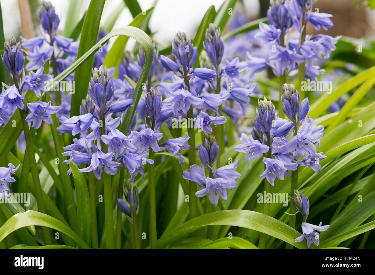 Hyacinthoide Stock Photos & Hyacinthoide Stock Images - Alamy