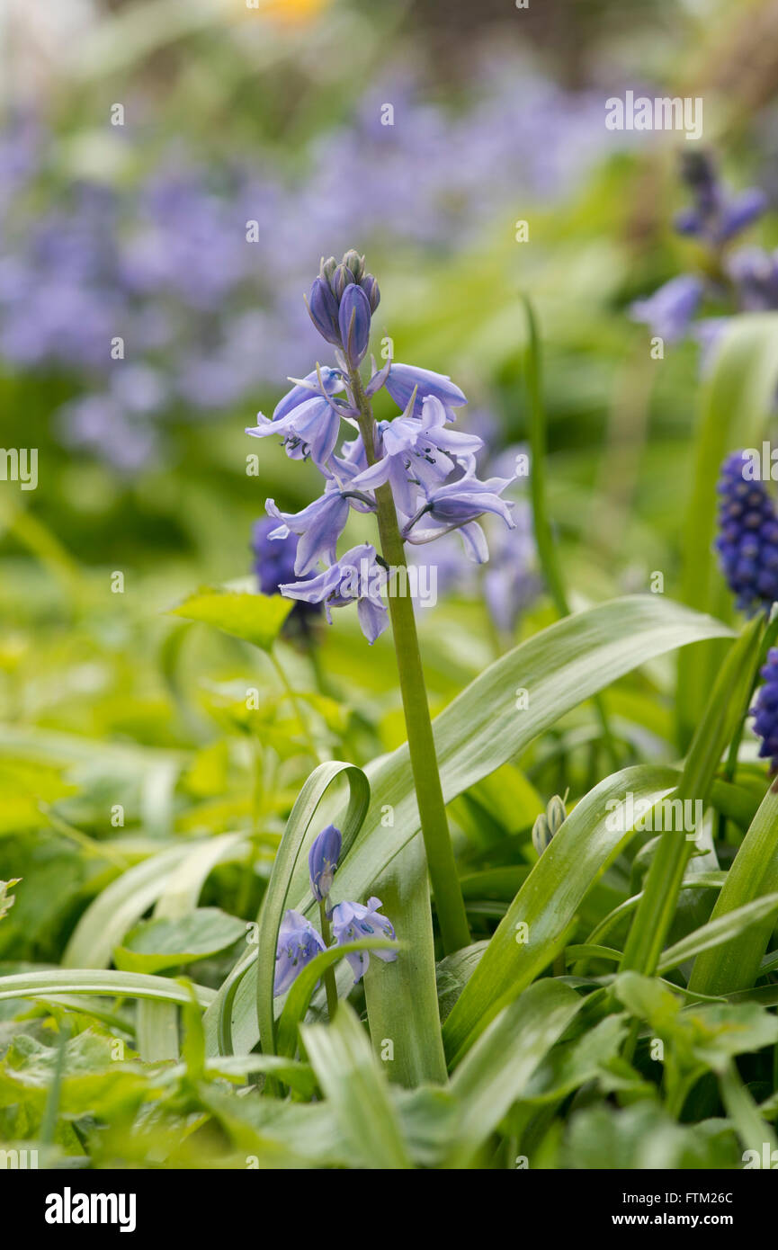 Hyacinthoides hispanica. Spanish bluebells in a garden. Invasive plant ...