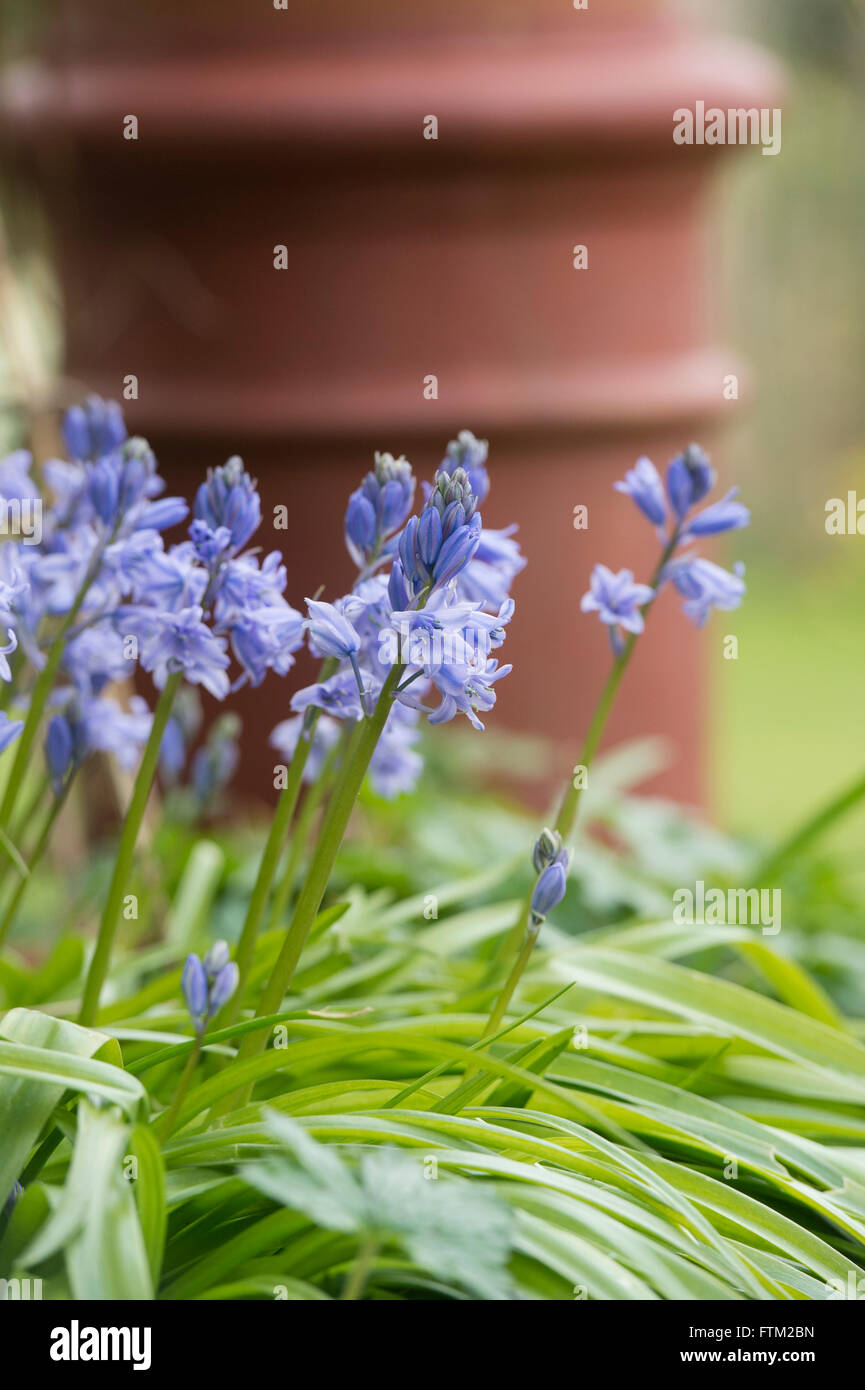 Hyacinthoides hispanica. Spanish bluebells in a garden. Invasive plant ...