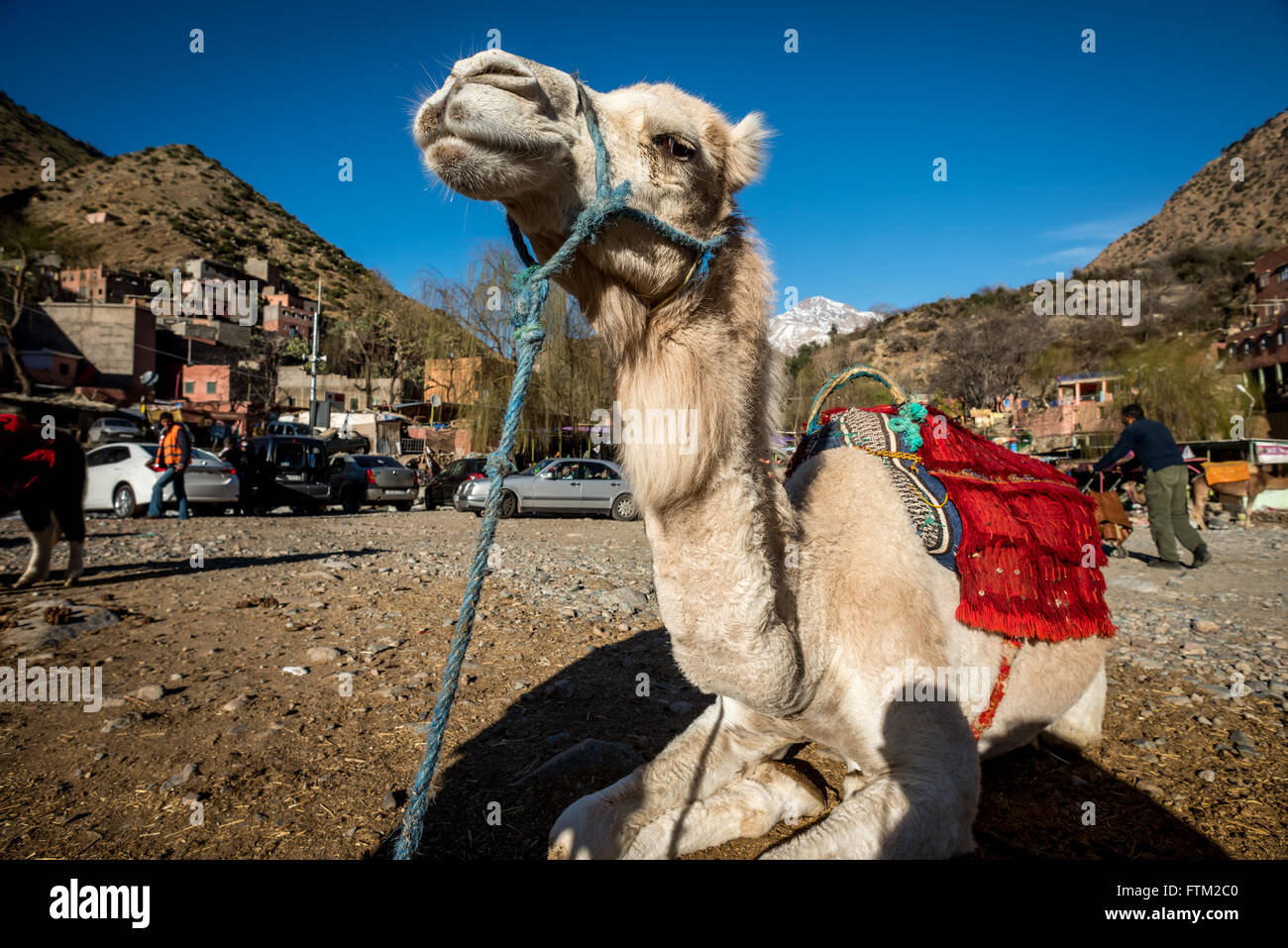 A working camel resting during a work day in the foothills of the Atlas ...