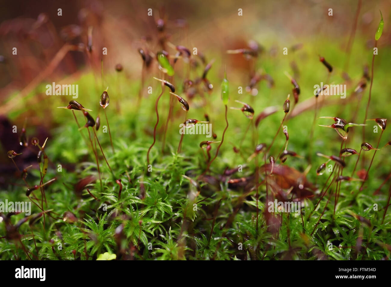 Moss plant hi-res stock photography and images - Alamy