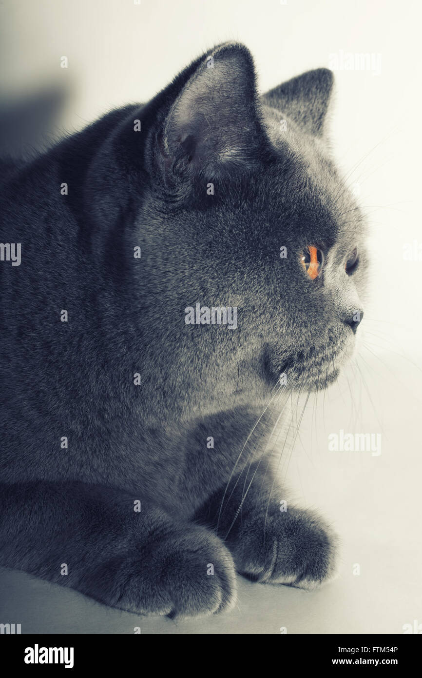 Portrait of young gray british cat closeup Stock Photo - Alamy