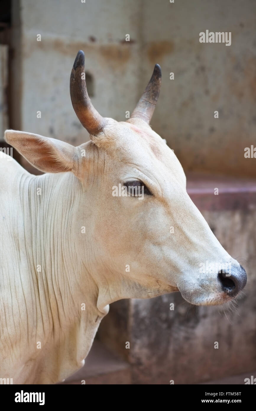 Portrait of big white bull closeup Stock Photo - Alamy