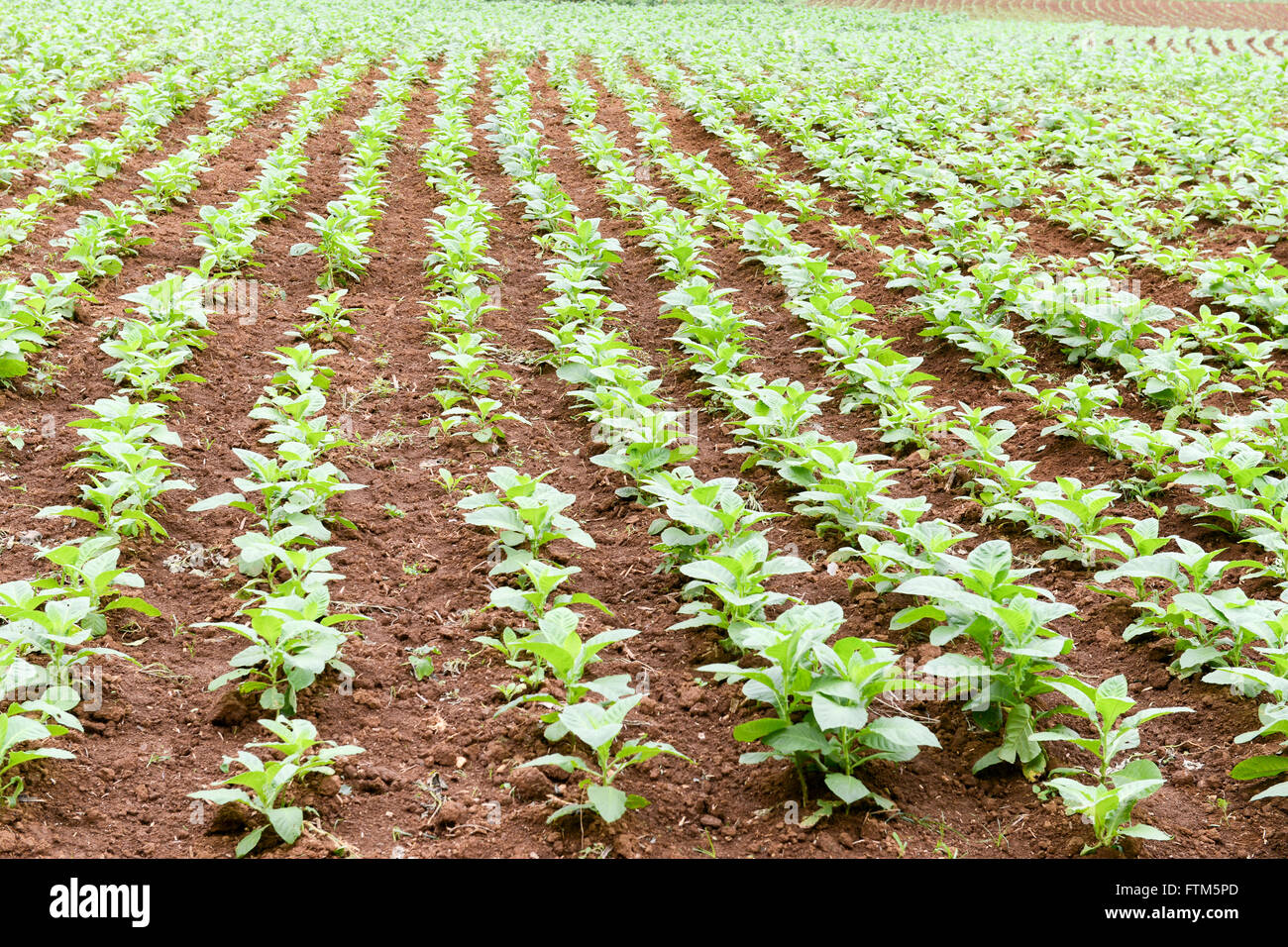 Tabacco harvest field hi-res stock photography and images - Alamy