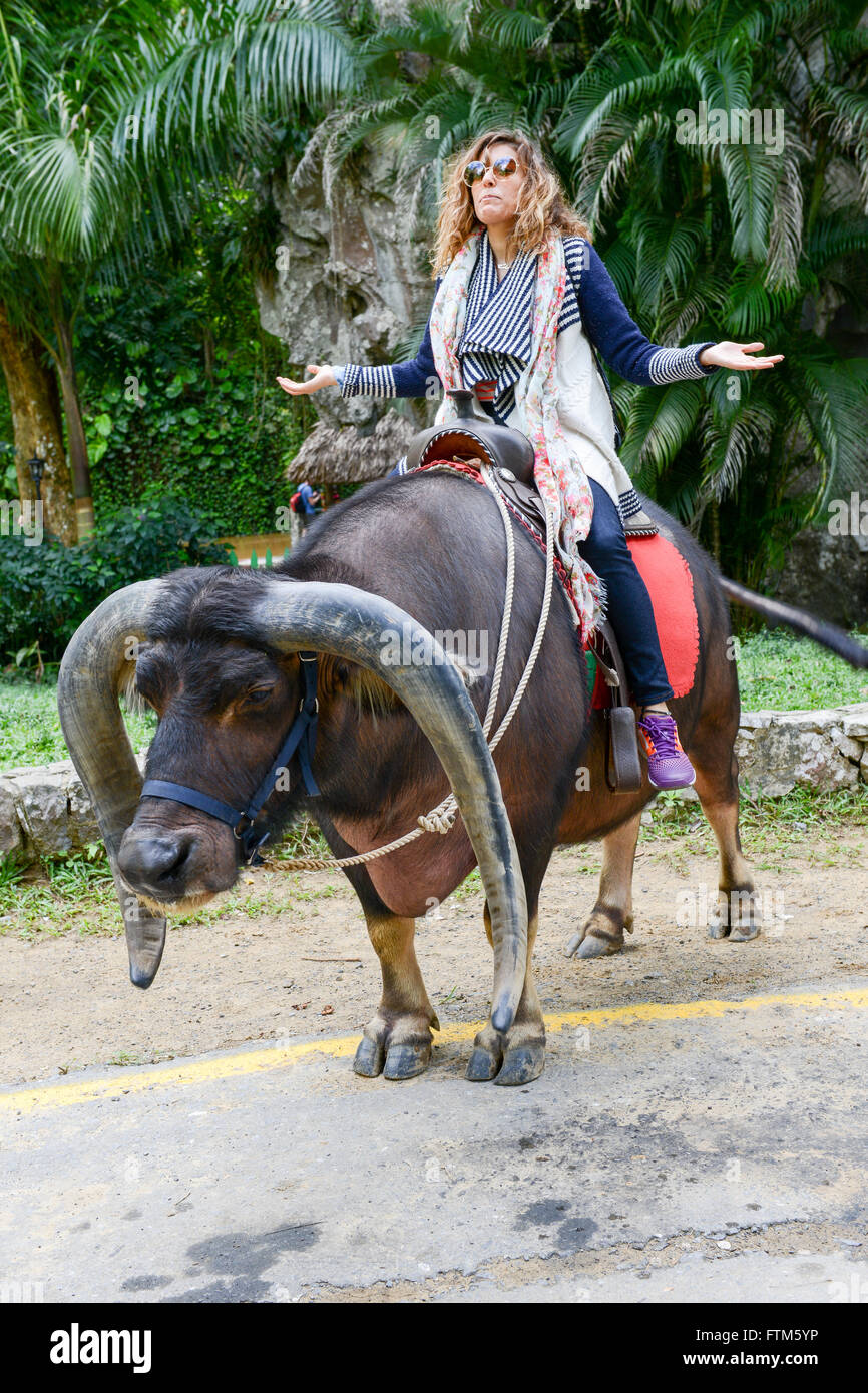 Riding ox hi-res stock photography and images - Alamy