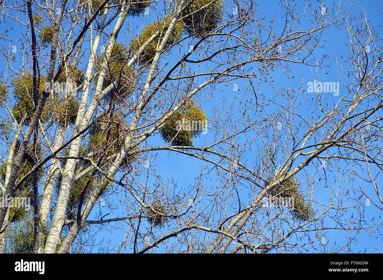 mistle toes on a tree in springtime Stock Photo - Alamy