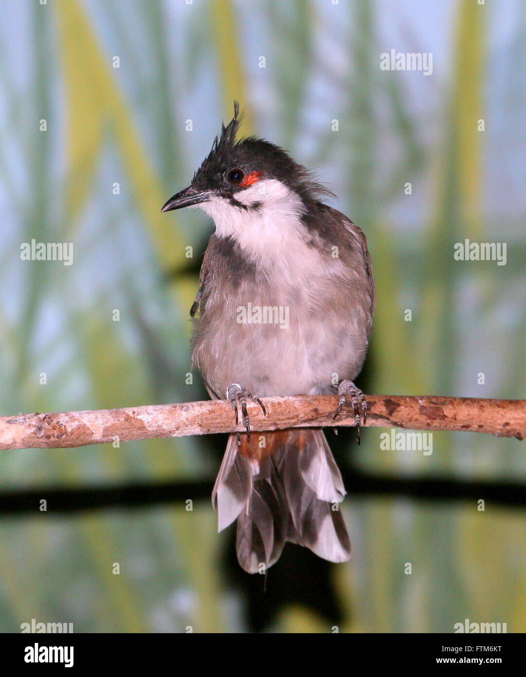 Southeast Asian Red-whiskered bulbul (Pycnonotus jocosus), captive bird ...