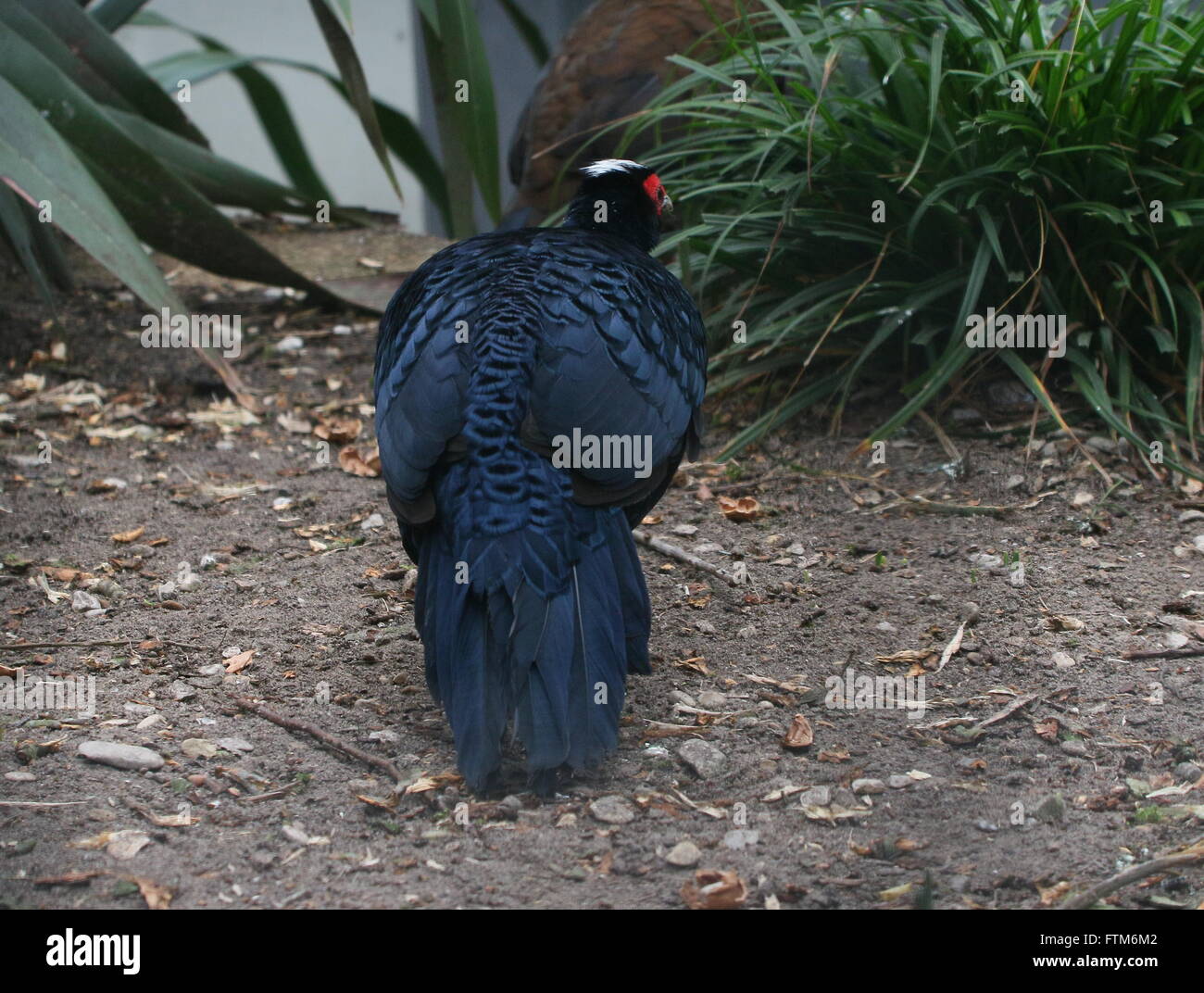 Edwards fasan lophura edwardsi hi-res stock photography and images - Alamy