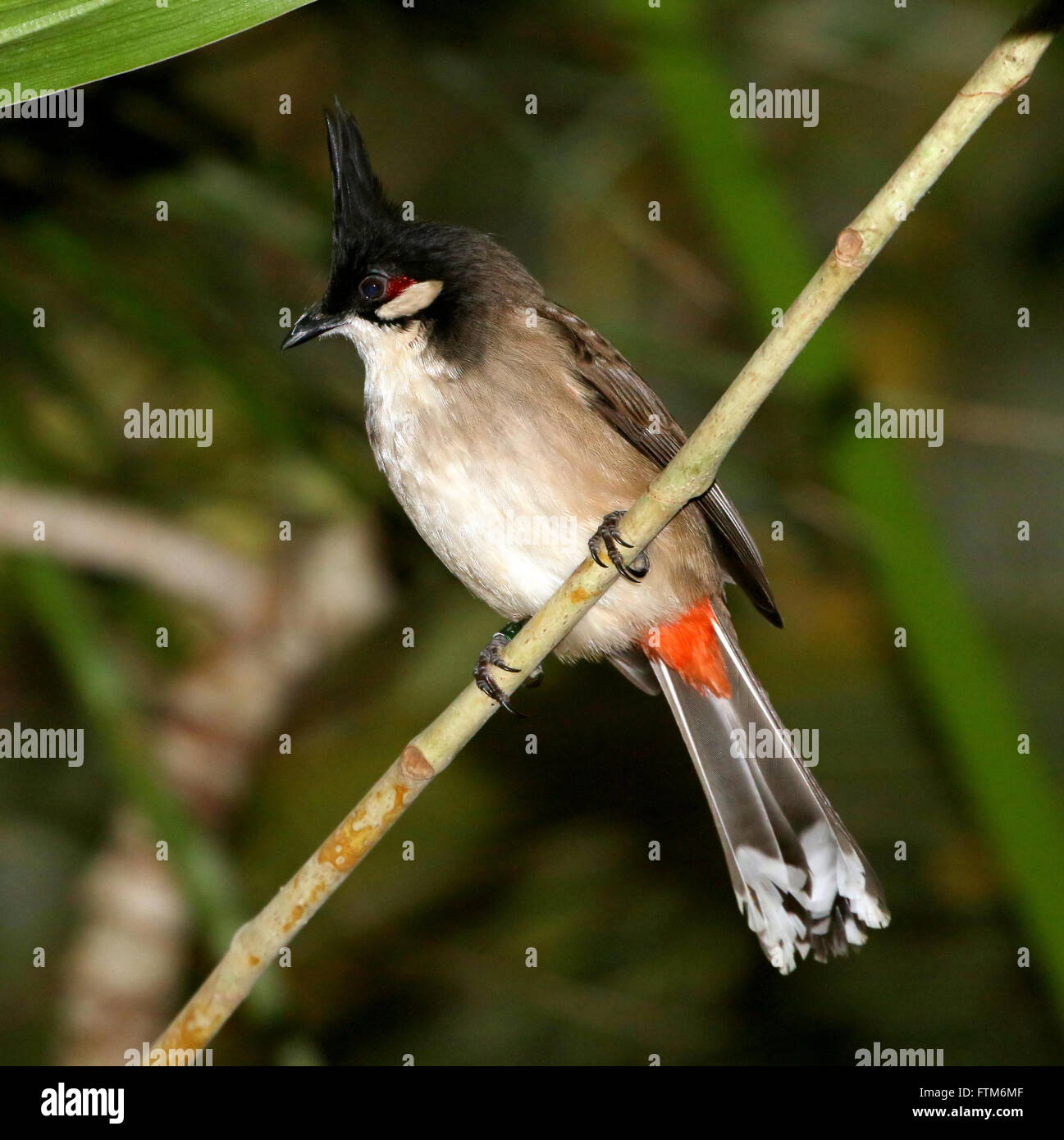 Southeast Asian Red-whiskered bulbul (Pycnonotus jocosus Stock Photo ...