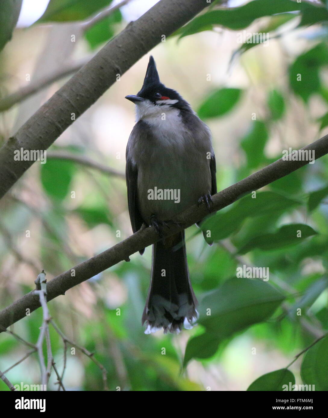 Southeast Asian Red-whiskered bulbul (Pycnonotus jocosus Stock Photo ...