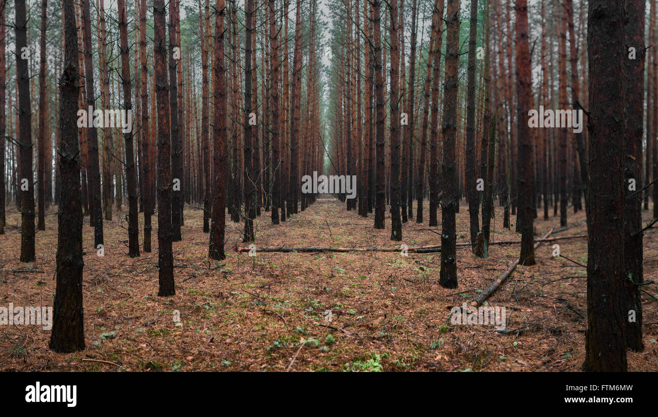 spooky dark forest with mysterious man walking on a path halloween ...