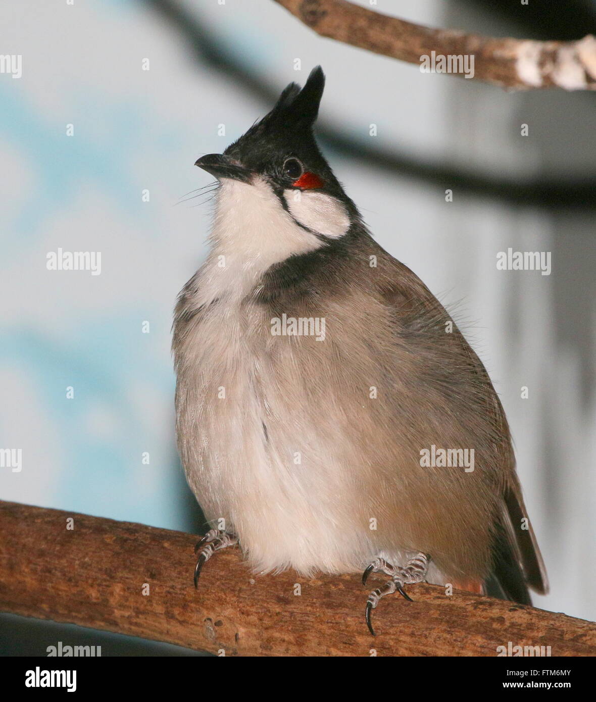 Roodoor hi-res stock photography and images - Alamy