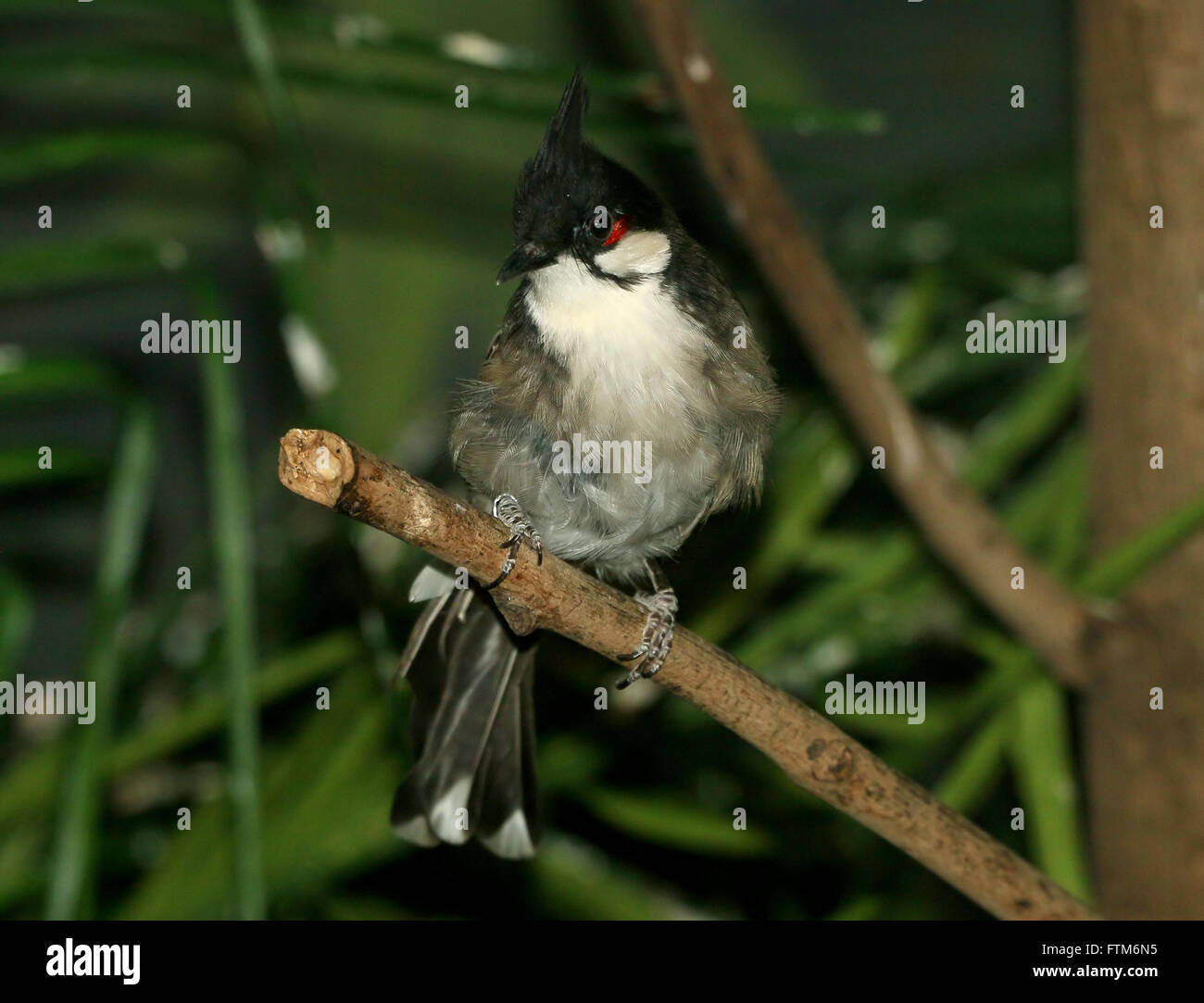 Southeast Asian Red-whiskered bulbul (Pycnonotus jocosus Stock Photo ...