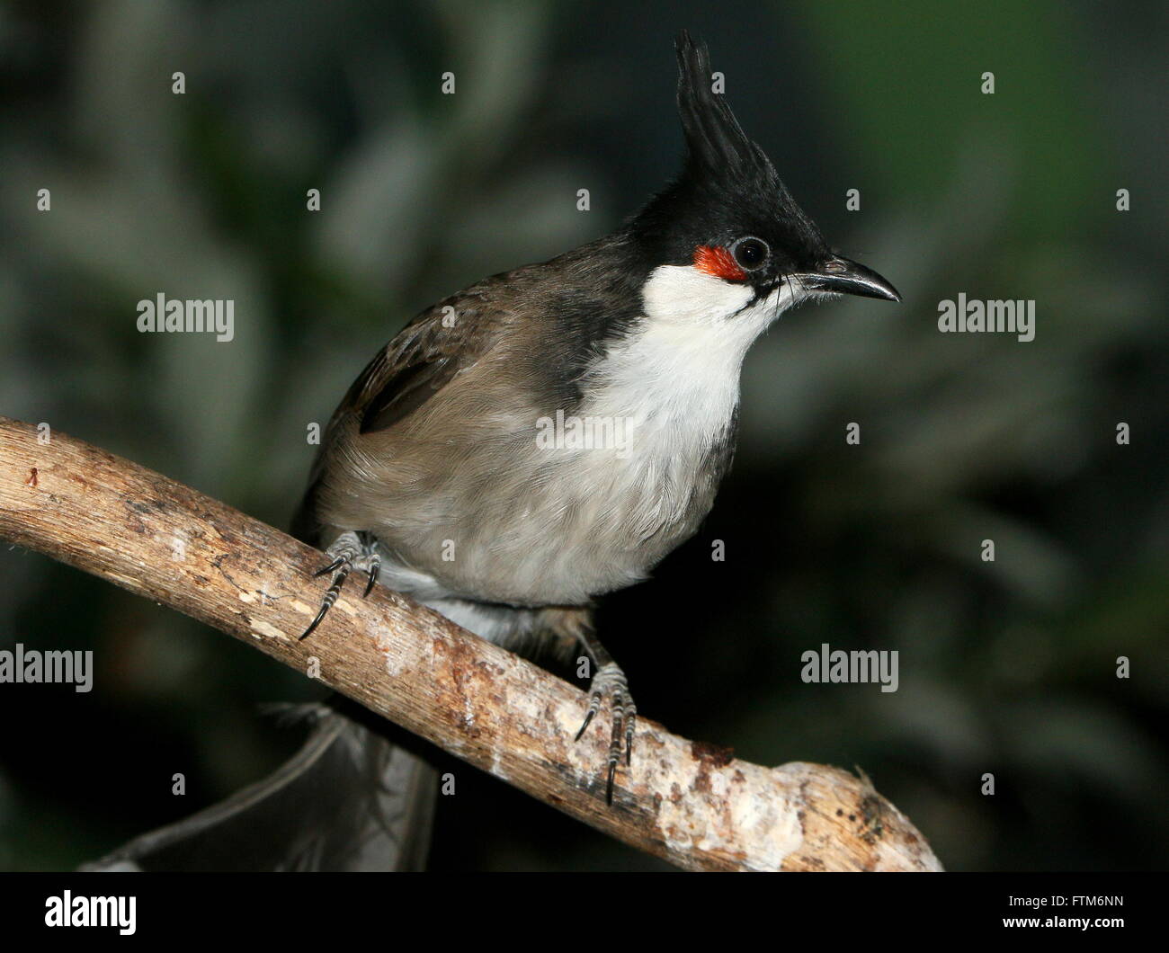 Southeast Asian Red-whiskered bulbul (Pycnonotus jocosus Stock Photo ...