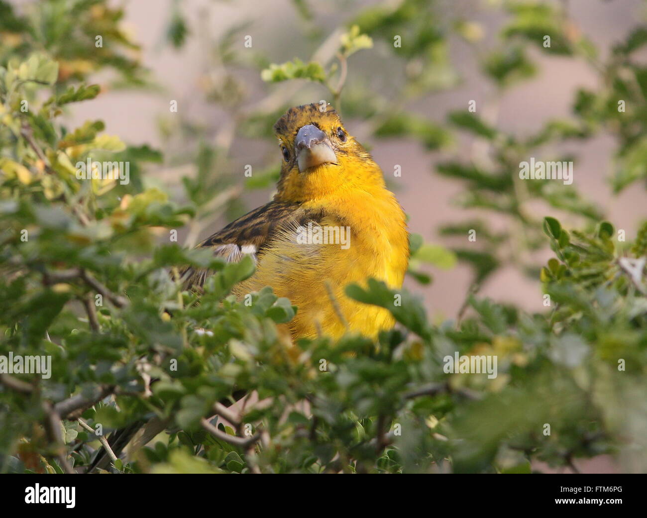 Pheucticus chrysopeplus hi-res stock photography and images - Alamy