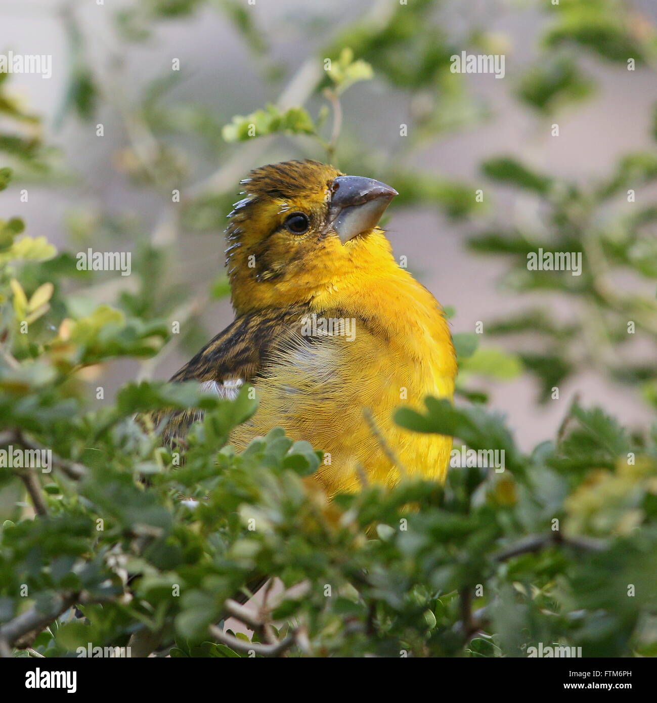 North American / Mexican yellow grosbeak (Pheucticus chrysopeplus) in a ...