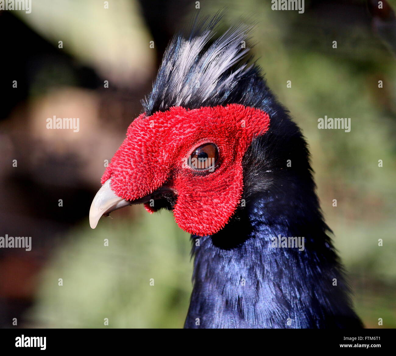 Male Edwards's pheasant (Lophura edwardsi), native to the Vietnamese ...