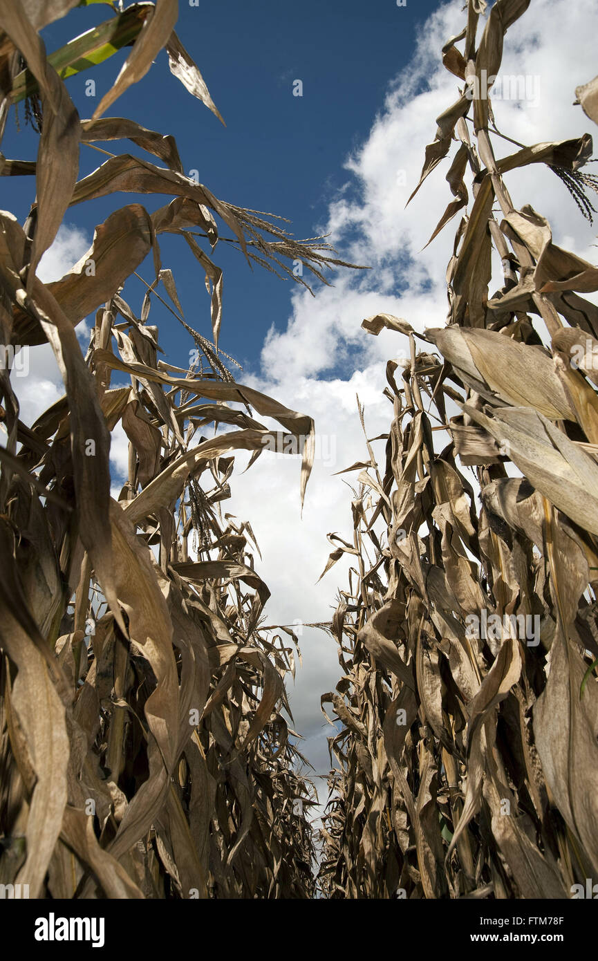 Maize plantation hi-res stock photography and images - Alamy