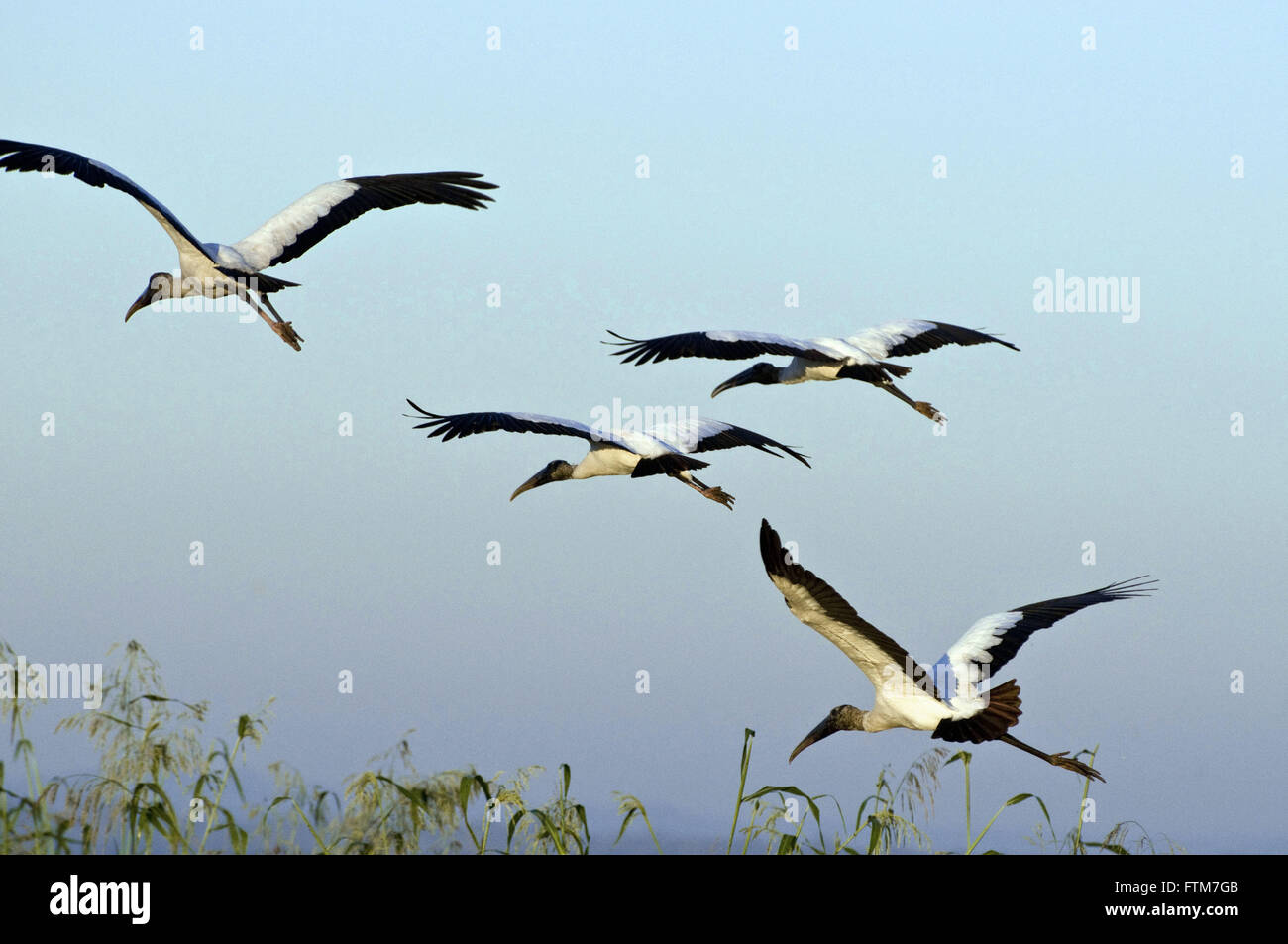 Storks mycteria hi-res stock photography and images - Alamy