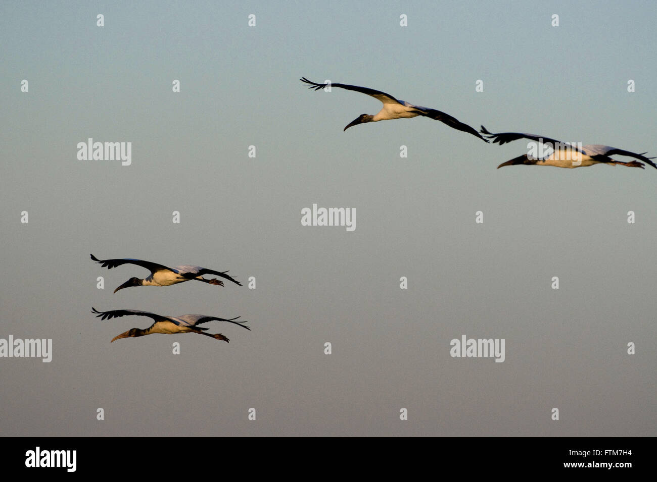 Flock of storks flying - Mycteria americana - South Pantanal Stock ...