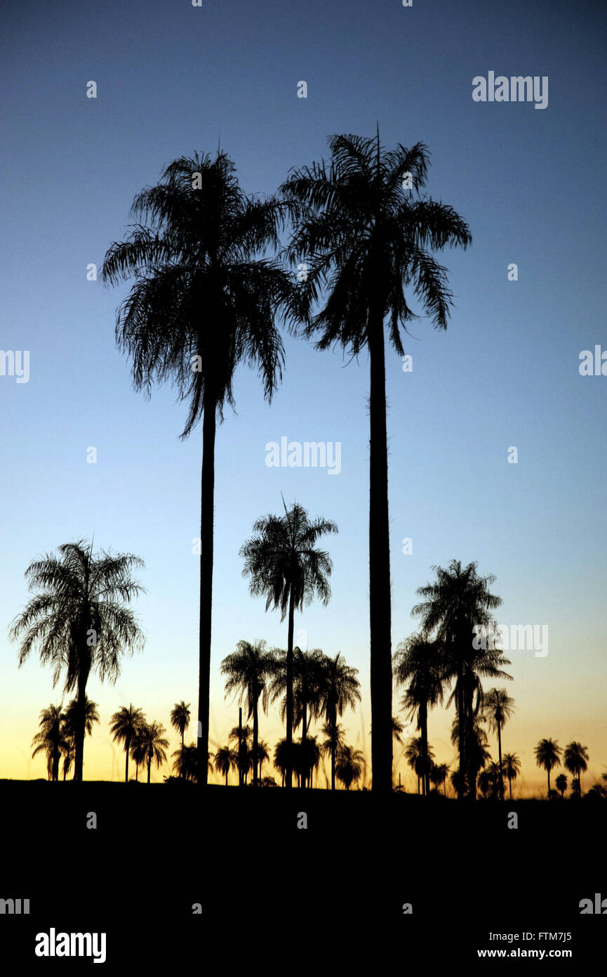 Caranda palm tree and sun-dried in the southern Pantanal - Copernicia ...