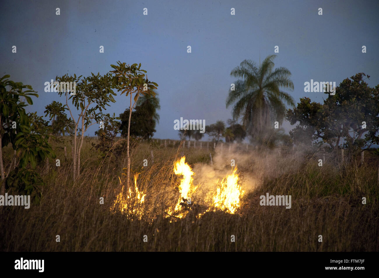Burned in the woods in rural Beautiful Stock Photo - Alamy