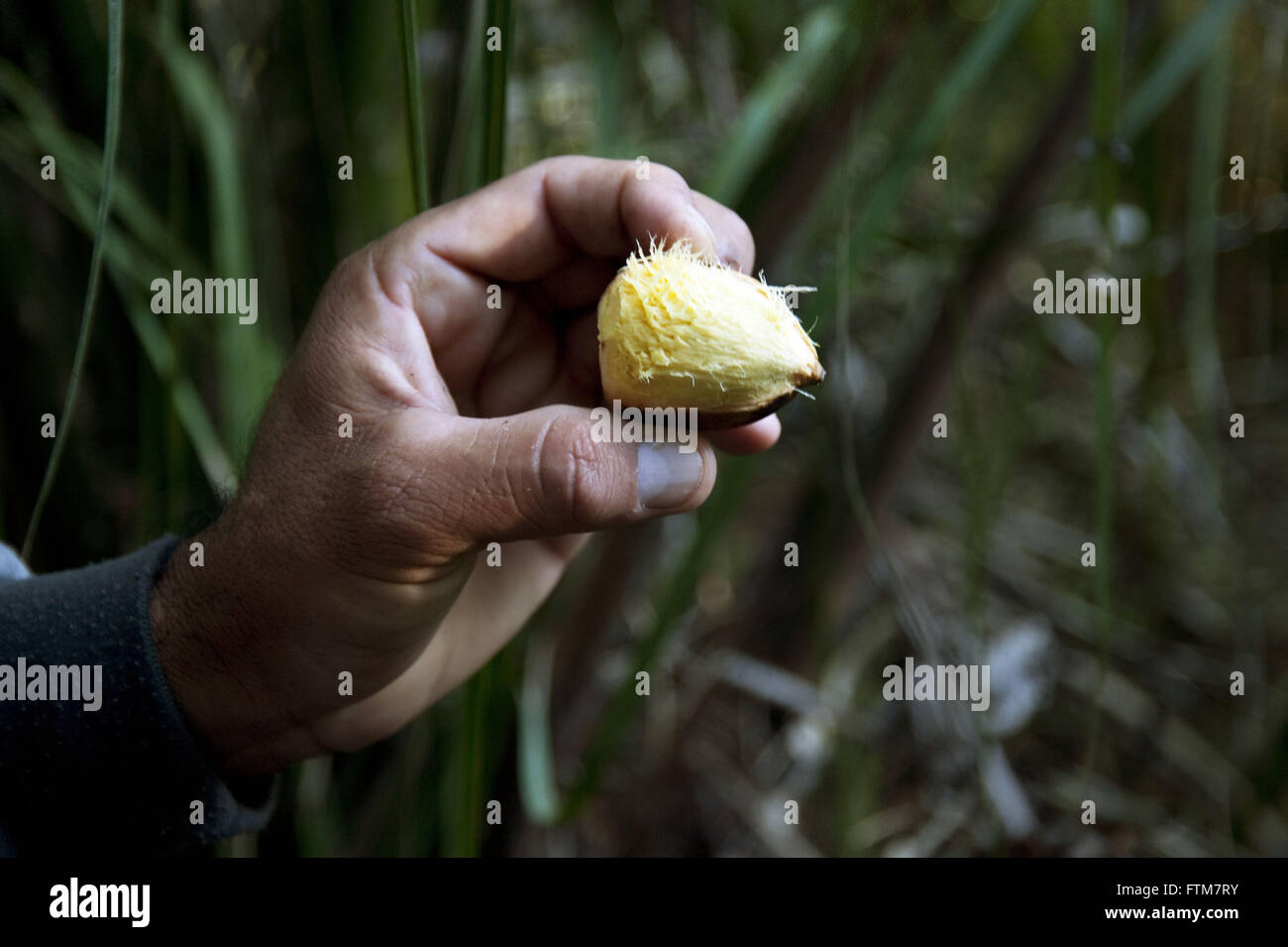 Fruit acuri - Scheelea phalerata - Pantanal Stock Photo - Alamy