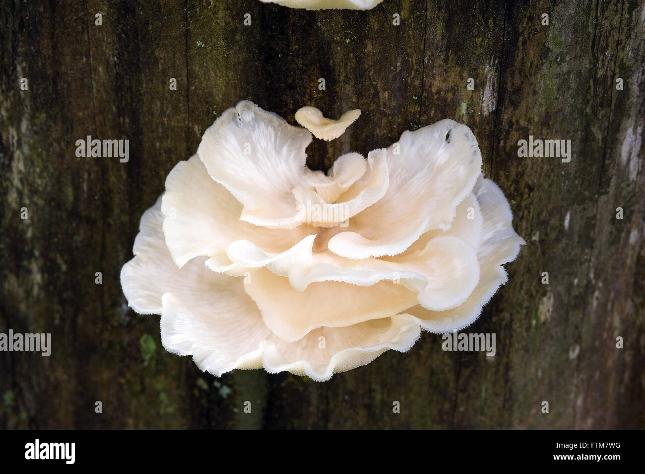 State fungus hi-res stock photography and images - Alamy