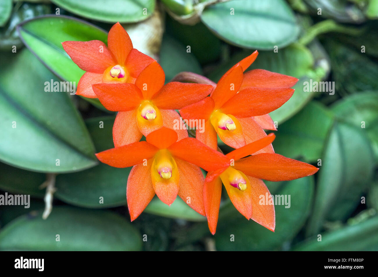 Orquidea Cattleya cernua Sophronitis or cernua Stock Photo - Alamy