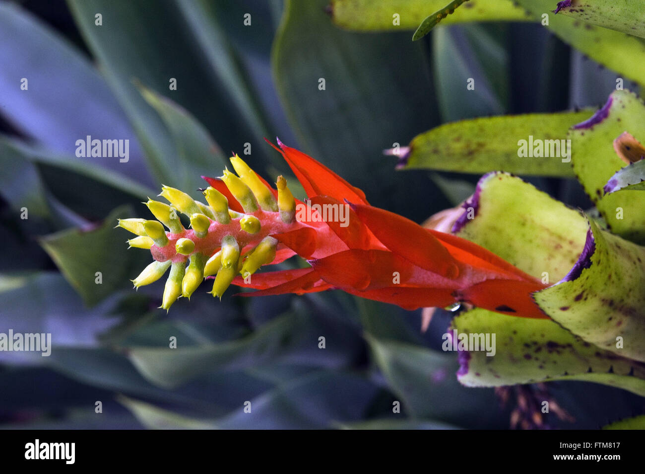 Bromelia flower hi-res stock photography and images - Alamy