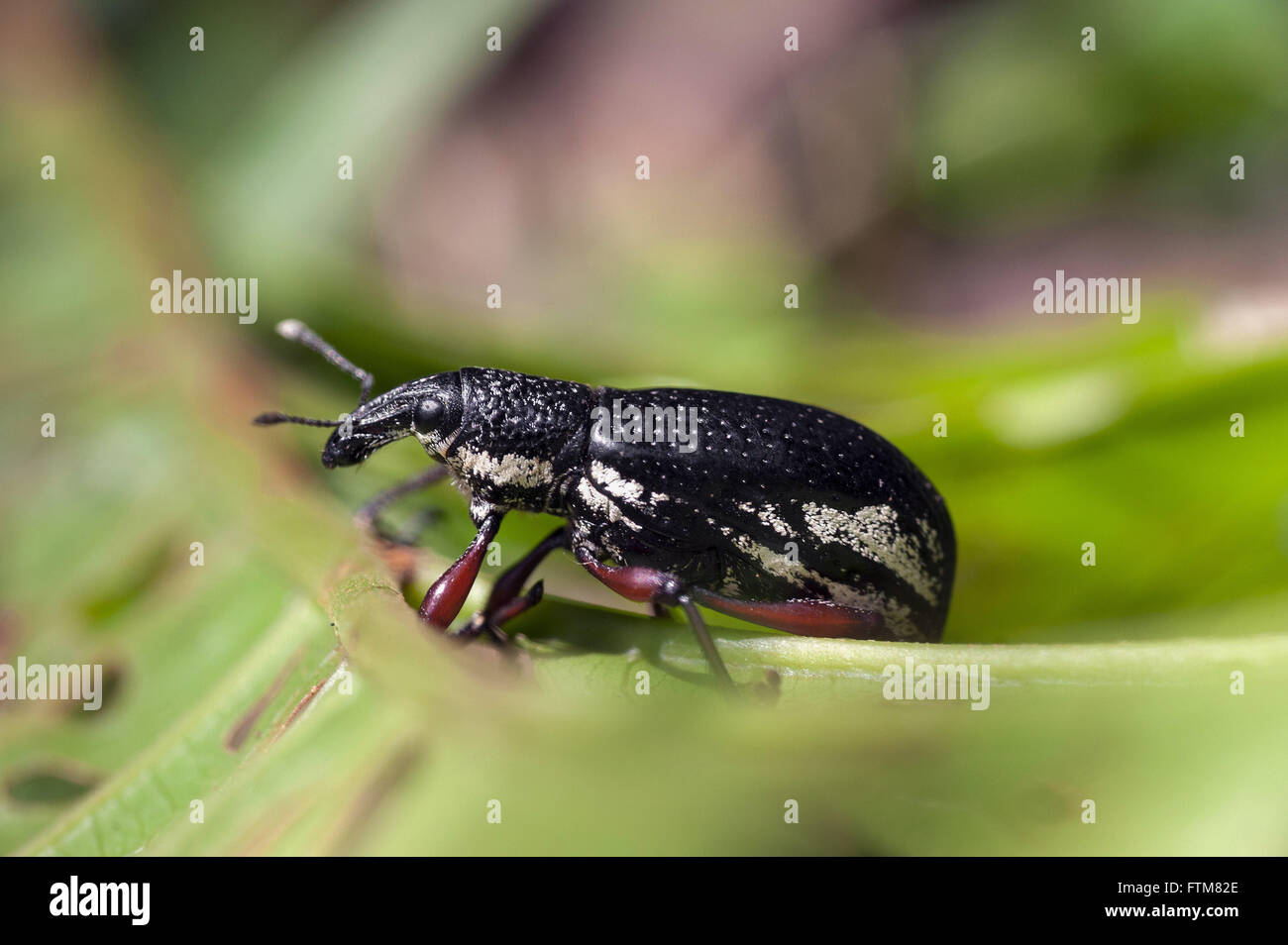 Boll weevil hi-res stock photography and images - Alamy