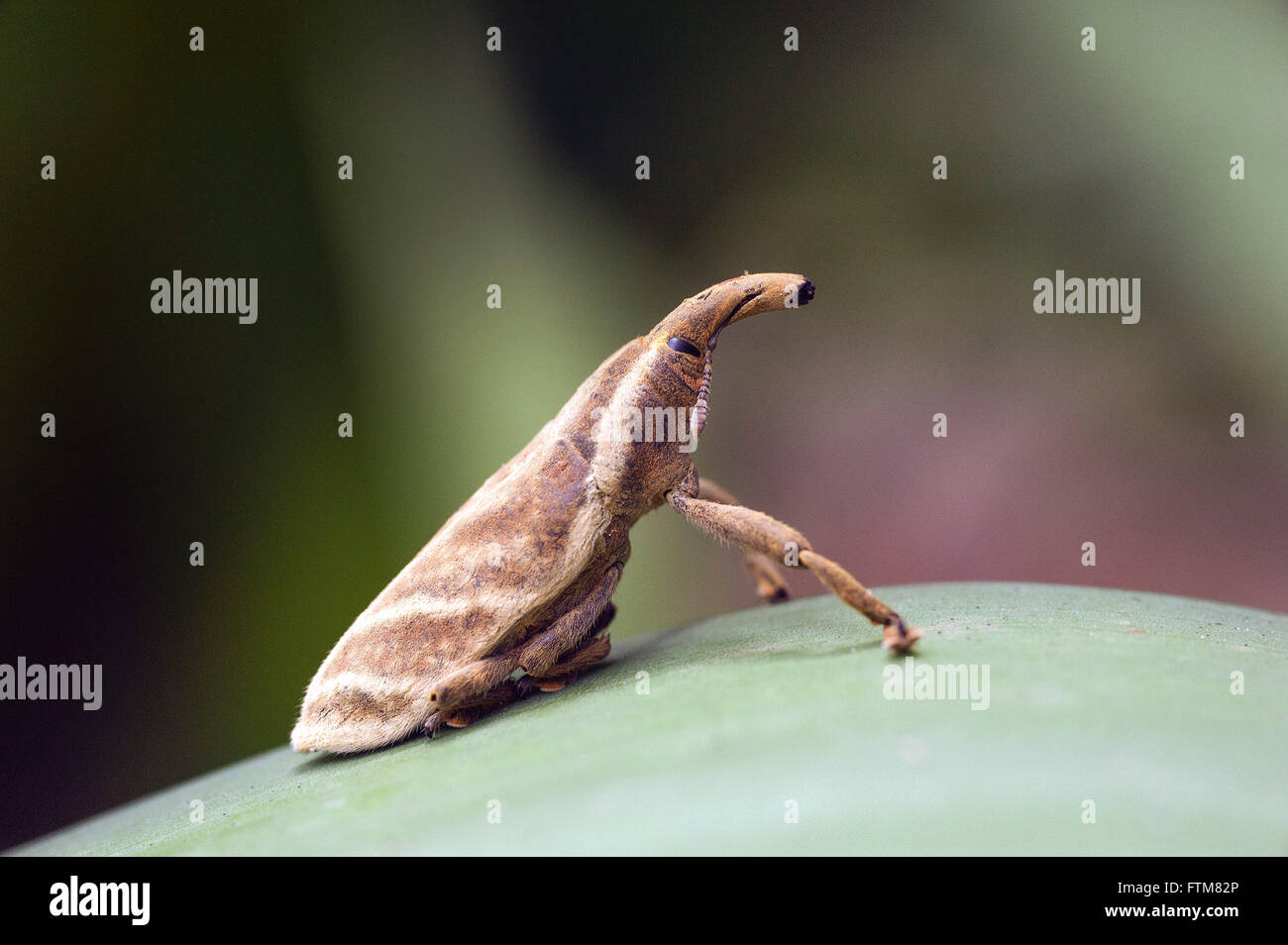 Boll weevil hi-res stock photography and images - Alamy