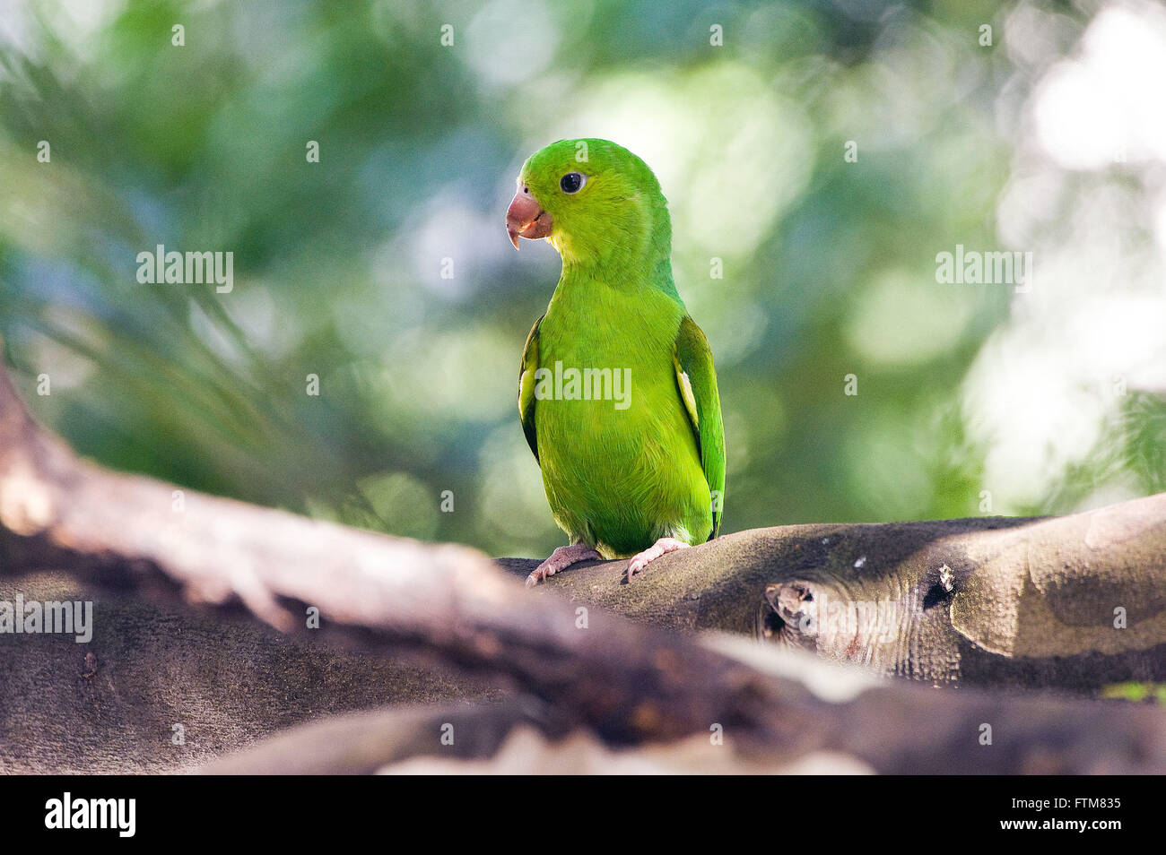 Parakeet rich also known as yellow-winged parakeet Stock Photo - Alamy