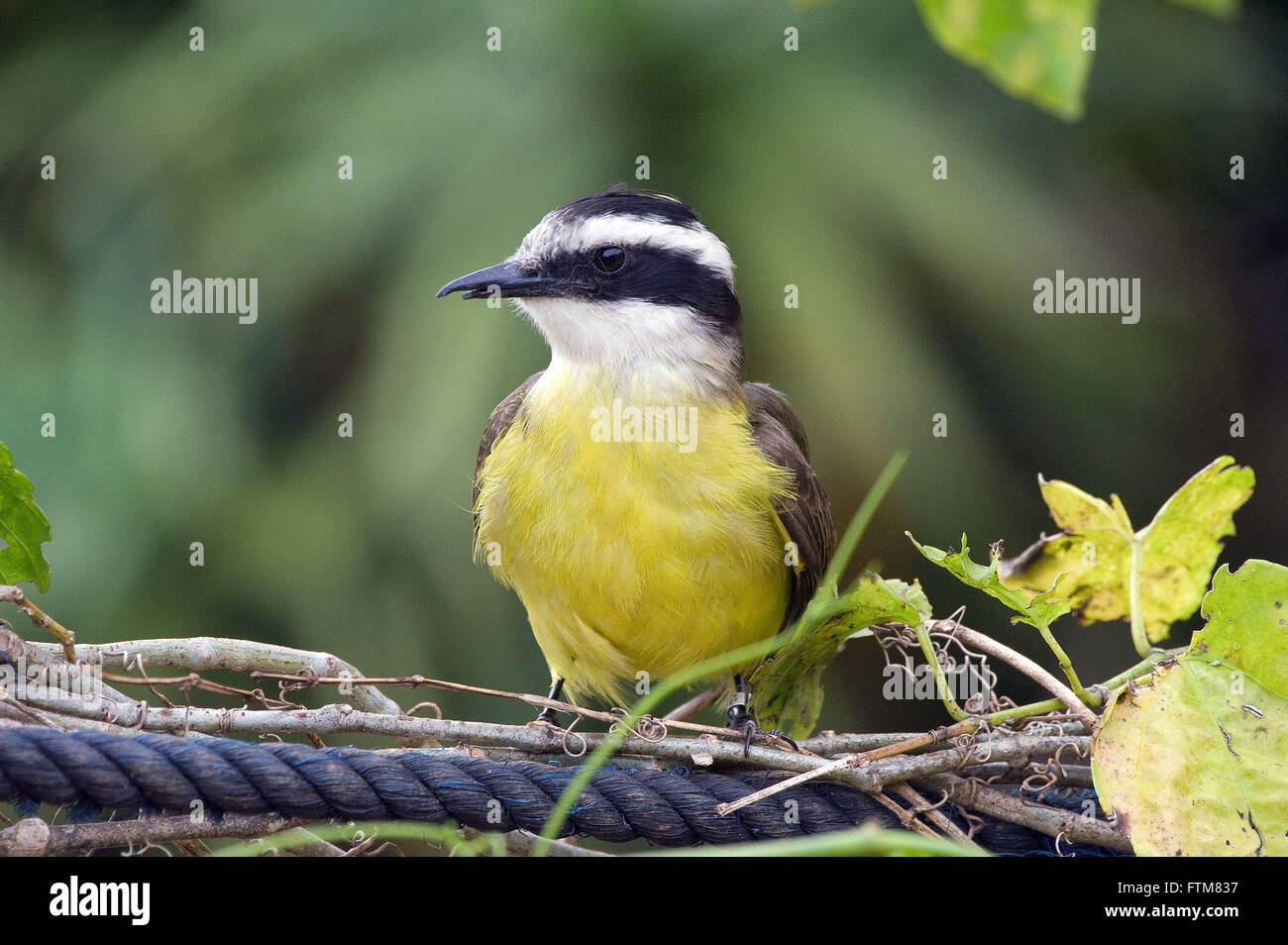 Great são paulo hi-res stock photography and images - Alamy