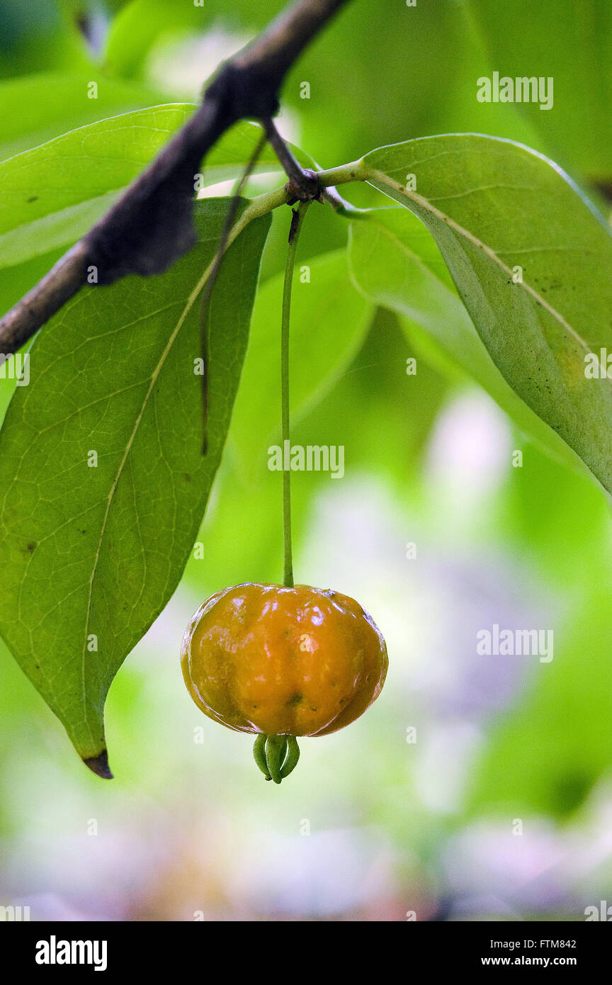Surinam cherry hi-res stock photography and images - Alamy
