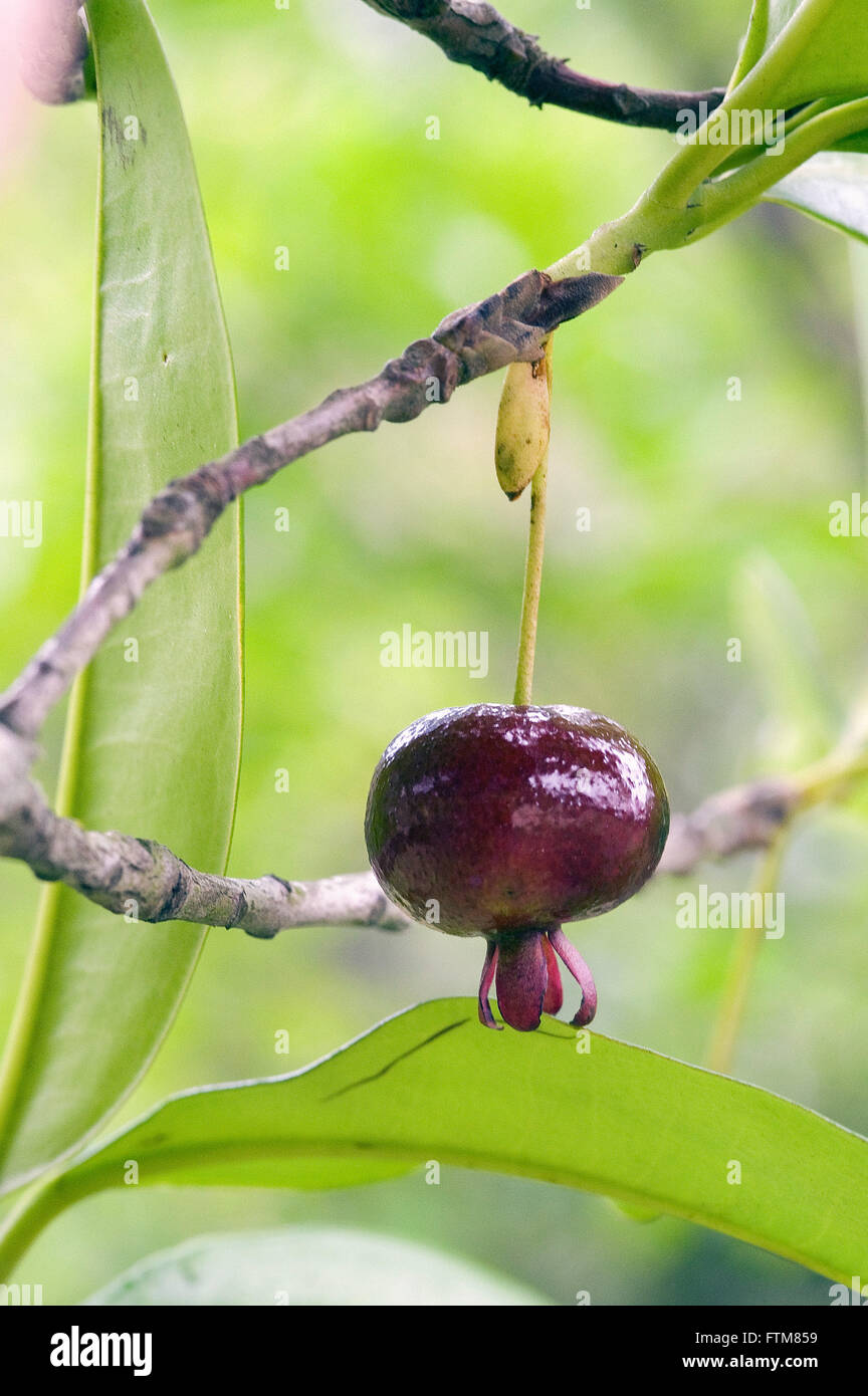 Grumixama hi-res stock photography and images - Alamy