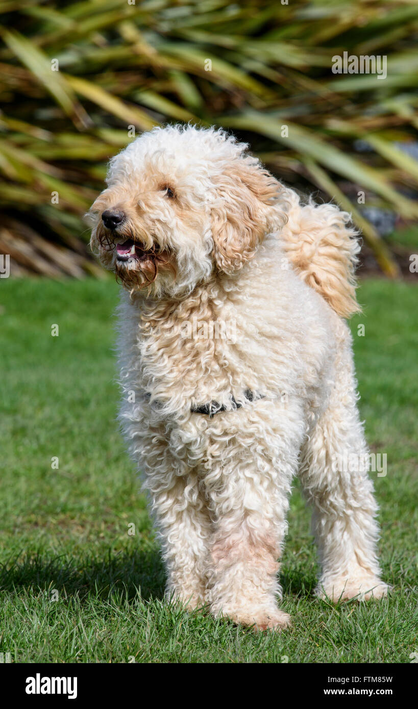Beige (Apricot) coloured very hairy Labradoodle standing on a patch of ...