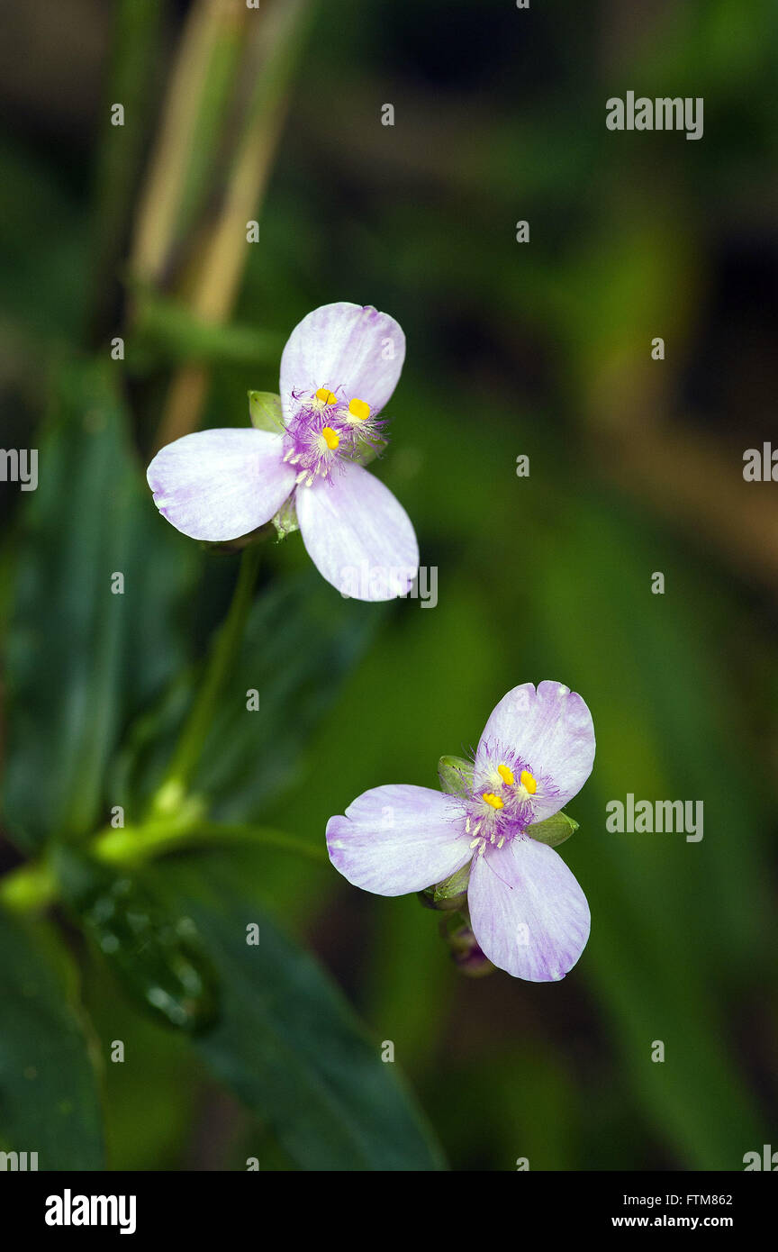 Commelinaceae hi-res stock photography and images - Alamy