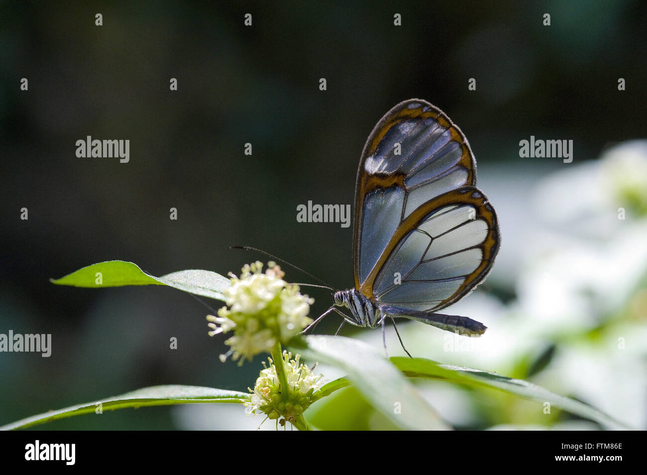 Family nymphalidae hi-res stock photography and images - Alamy