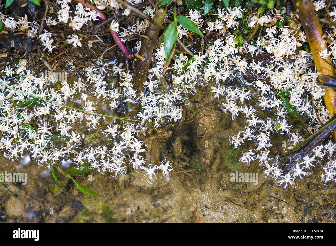 Palm flowers on water table Stock Photo - Alamy