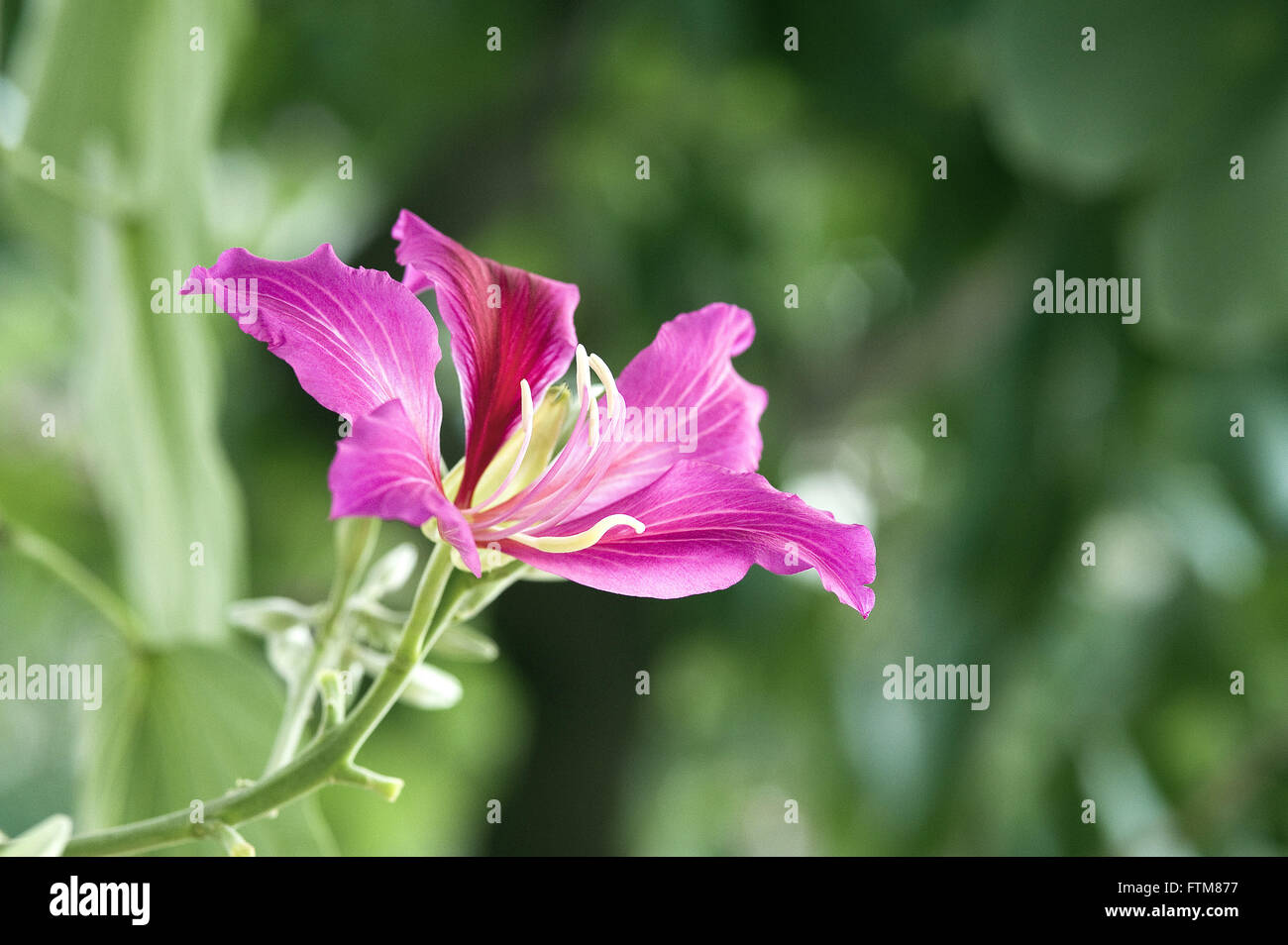 Pata © hi-res stock photography and images - Alamy