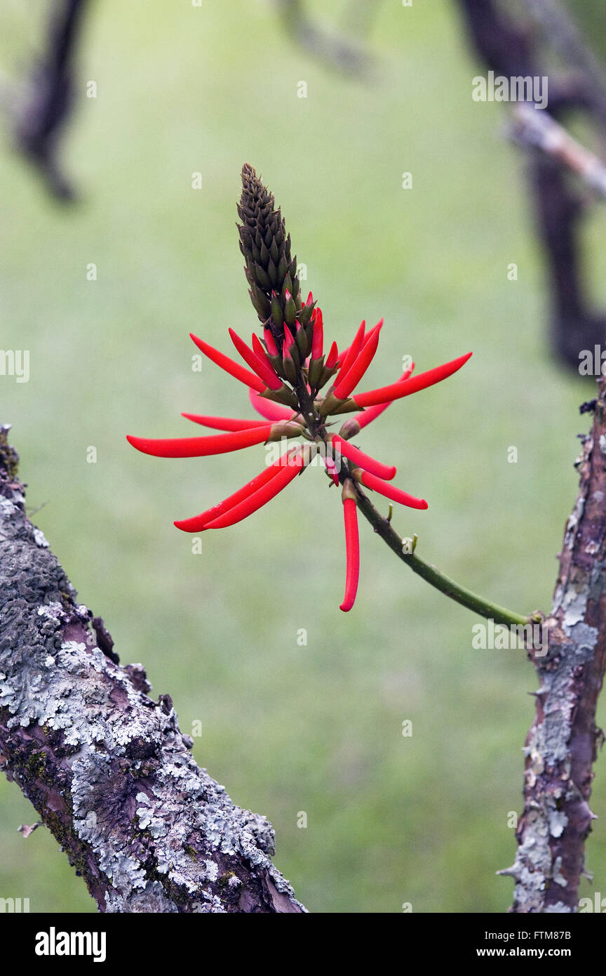 Mulungu tree flower hi-res stock photography and images - Alamy