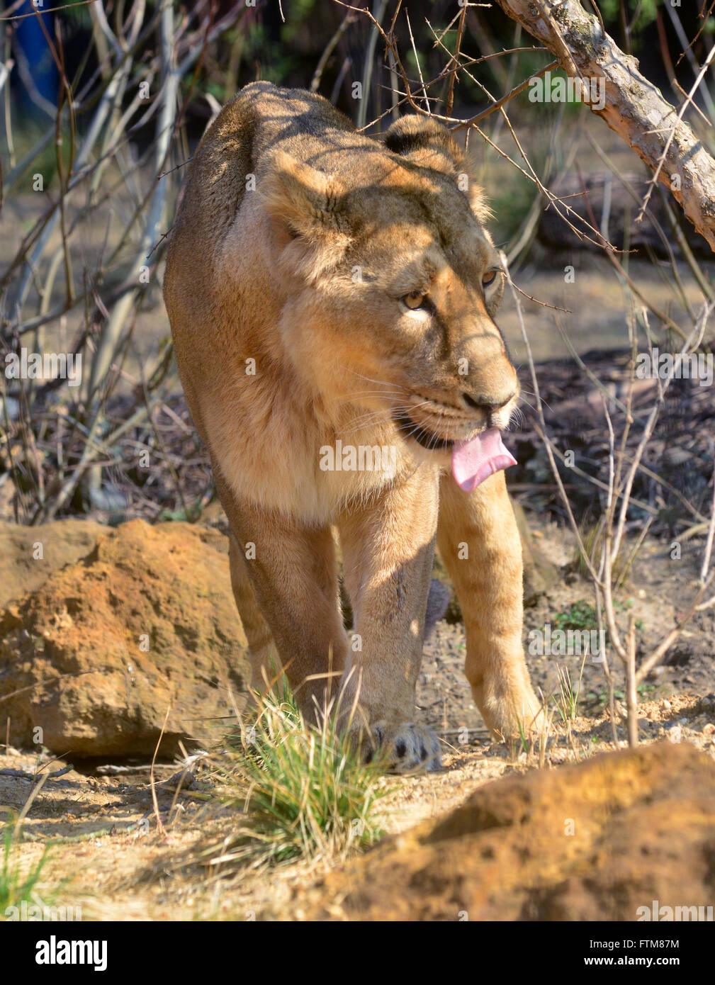 ZSL London Zoo’s new exhibit, Land of the Lions Stock Photo - Alamy