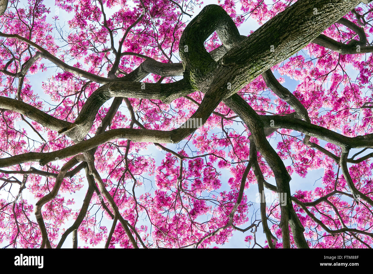 Ipe tree brazil hi-res stock photography and images - Alamy