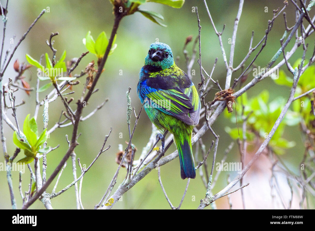 Seven Colored Tanager