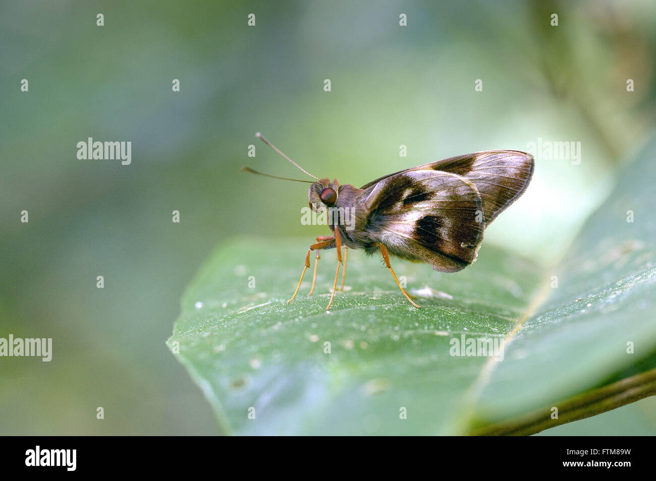 Butterfly in the rain forest Stock Photo - Alamy