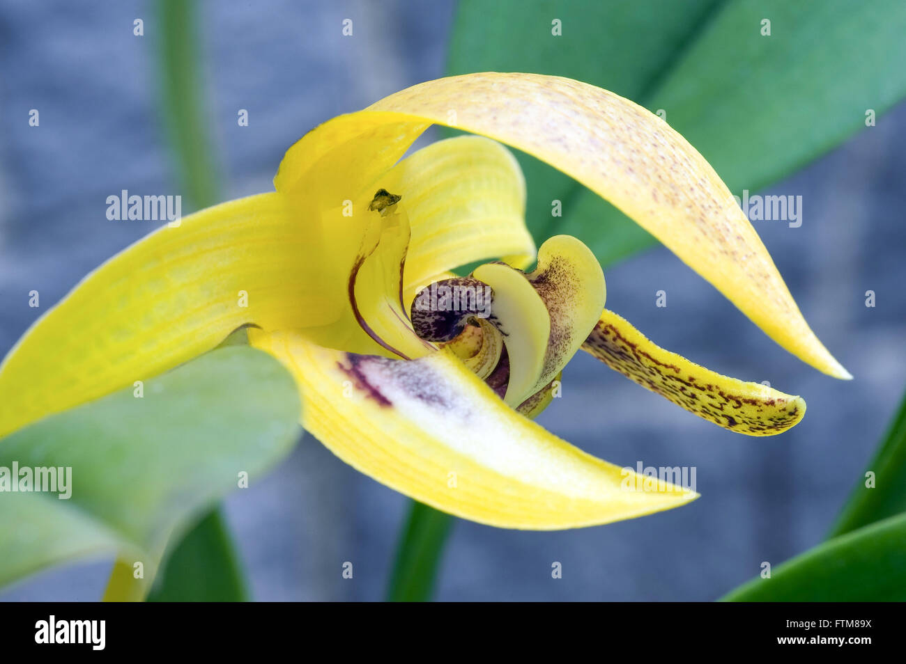 Bulbophyllum hi-res stock photography and images - Alamy
